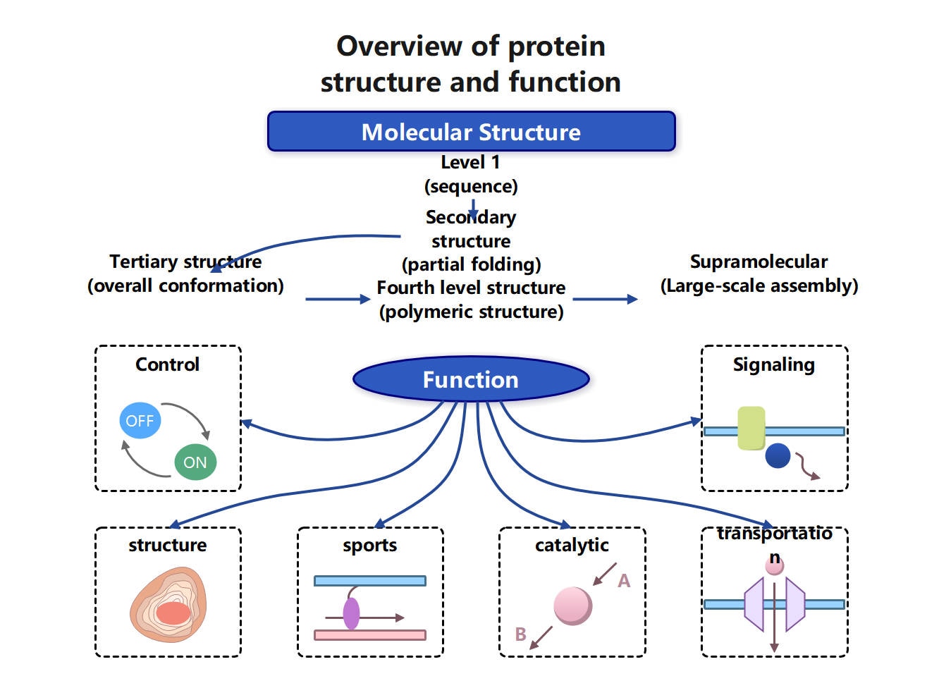 How to Create a Protein Structure Diagram Step-by-Step